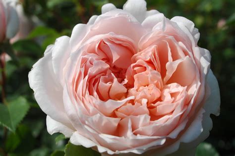 Rosier Wildeve ® Roses Anglaises Achat Et Vente De Rosiers En Ligne