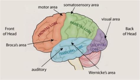 Psychology Aqa Paper 2 Flashcards Quizlet