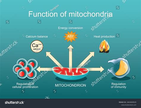 Function Mitochondria Regulation Immunity Cellular Proliferation Stock Vector Royalty Free