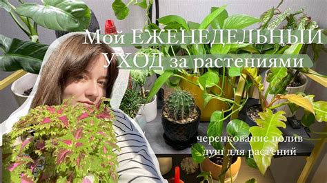 Мой еженедельный уход за растениями полив черенкование перестановка на стеллаже Youtube