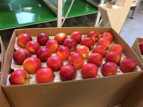 Полските овощари печелят от износа на плодове за Русия но настояват за забрана на вноса от