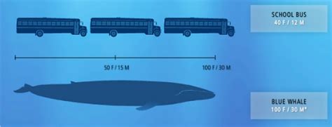 Blue Whale Compared To Double Decker Bus