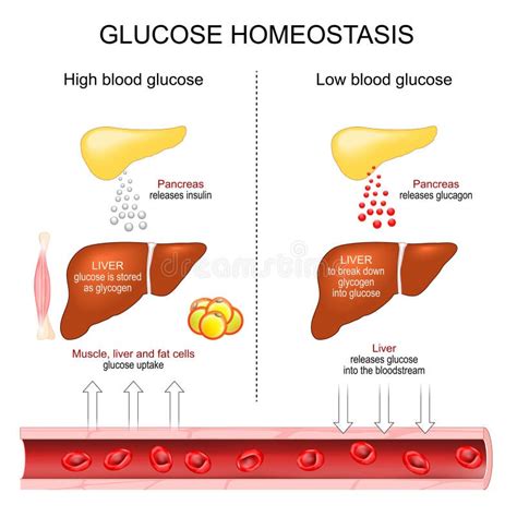 Gluconeogenesis Liver