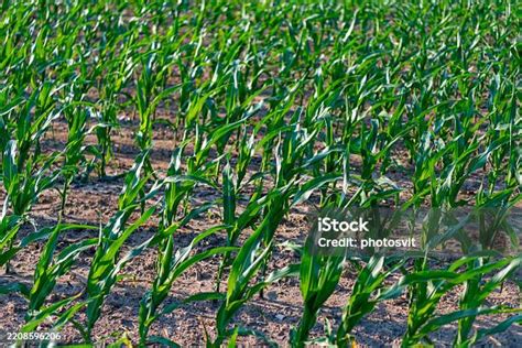 수확 및 농업 농장의 작물 농장 추수의 밭 옥수수 작물로 밭 수확 농업 및 재배 농업 농장 밭에 녹색 작물 공장 농작물 0명에