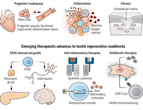 Nanotechnology Driven Cell Based Therapies In Regenerative 42 Off