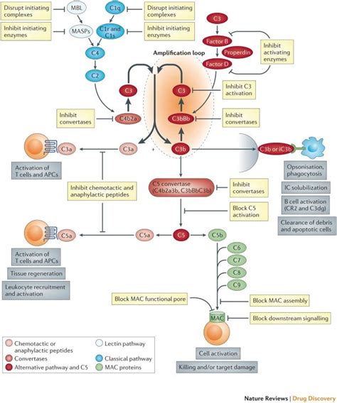 Complement As A Target For Therapy In Inflammatory And Degenerative