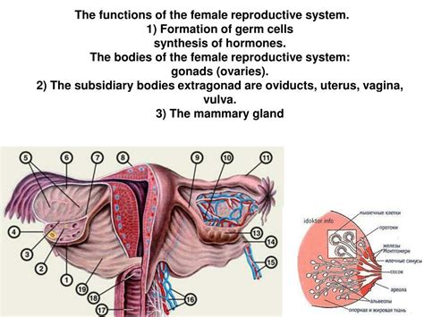 Female Reproductive System