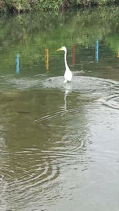 춤을 추며 🐟물고기를 잡고는 꿀꺽 먹는다🦢백로 조용한 일상 Youtube