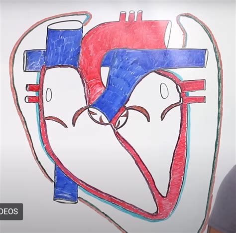 Cardiac Anatomy Diagram Quizlet