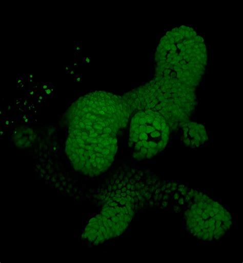 Ghent Gut Inflammation Group Ggig Ruslan Dmitriev