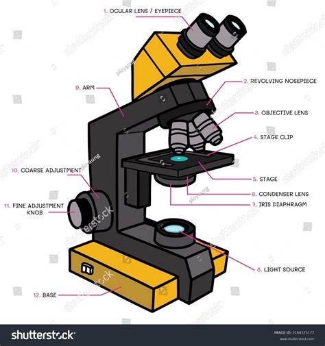 Compound Light Microscope
