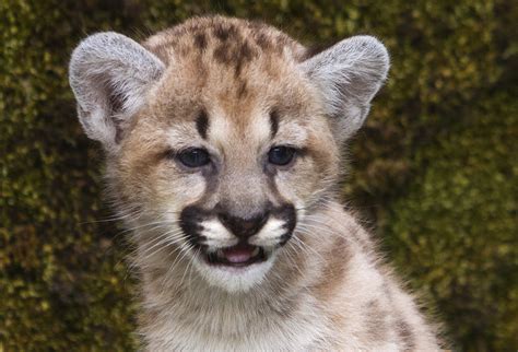 Cougar Cub