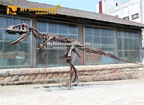 Discover The Fascinating World Of T Rex Skeletons Mydinosaurs