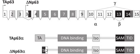 Schematic Overview Of The P63 Gene And Two Of Its Protein Products A