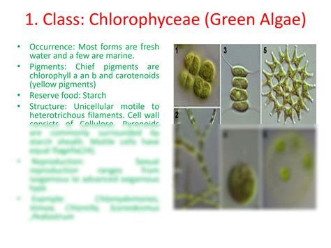 SOLUTION Classification Of Algae Studypool