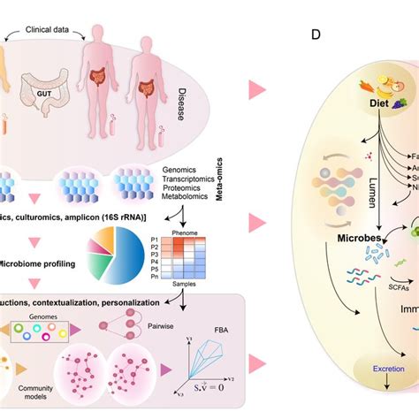 Overview Of Meta Omics Profiling Annotation And Genome Scale Metabolic Download Scientific