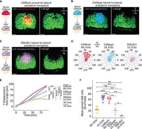 Bmp Dependent Patterning Of Ectoderm Tissue Material Properties Modulates Lateral Mesendoderm