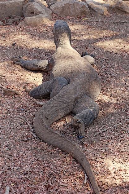 El Dragón De Komodo Está En El Suelo En El Parque Nacional De Komodo Indonesia Foto Premium