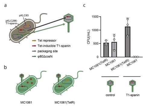 Investigating The Antibacterial Effects Of T1 Spanin On Antibiotic
