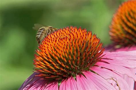 Purple Coneflower Native Wildflower For Pollinators