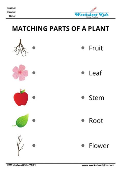 Free Plant Worksheet For 1st Grade Download Free Plant Worksheet For 1st Grade Png Images Free