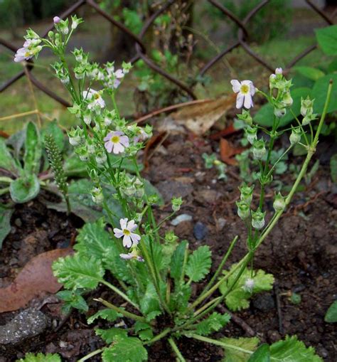 Primula Malacoides Eflora Of India