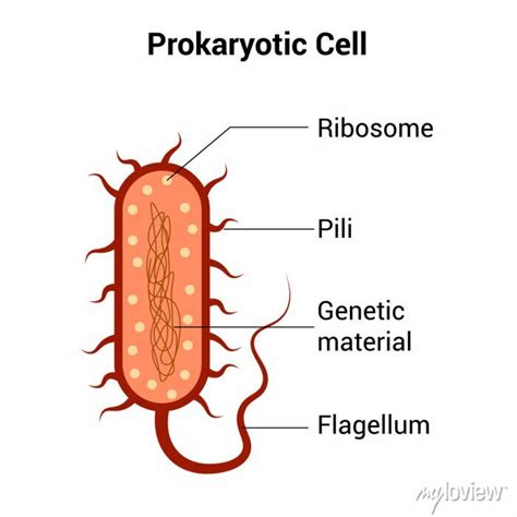 Prokaryotic Cell Structure Diagram Vector Wall Mural • Murals