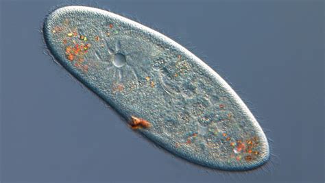Paramecium Characteristics Biology And Reproduction Live Science