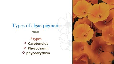 Micro Algae Pigments And Its Types Pptx Pptx