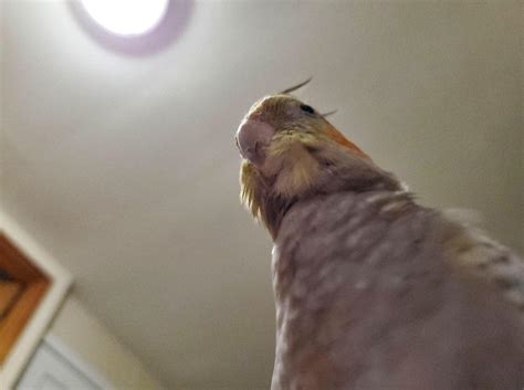 This Is Quill R Quill Is Cool