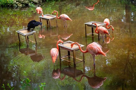 Uninvited Guest Viewpoint Photographic Art Center