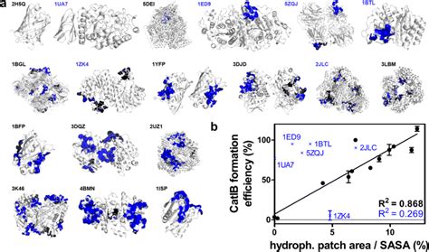 Hydrophobic Patch Analysis Of Selected Target Proteins Which Were