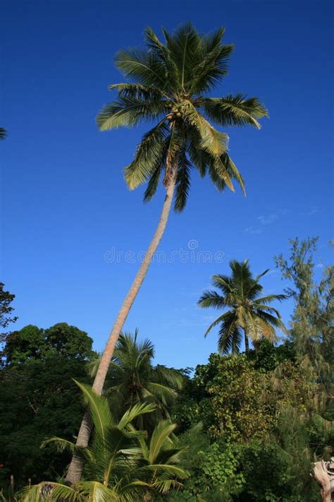 Palm Picture Image 8596831