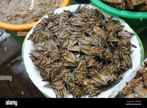 Giant Water Bugs Or Diving Beetles Lethocerus Indicus On A Food Stall