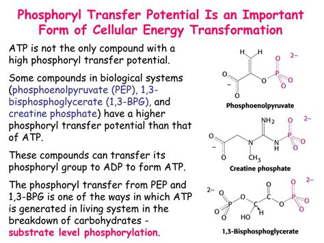 Ppt Bioenergetics Powerpoint Presentation Free Download Id 3412835