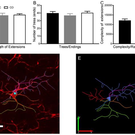 Microglia Morphology In Pl Layer 23 Evaluation Of Microglia Download Scientific Diagram