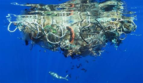 신조어사전 에코사이드 대규모 자연환경 파괴 아시아경제