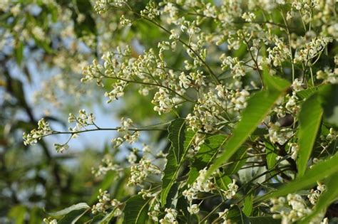 Primer Plano De La Flor De Neem Árbol De Neem Azadirachta Indica Margosa Árbol Nim Lila India