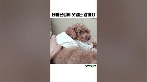 태어난김에 옷입는 강아지 Youtube