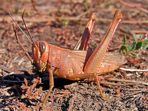 Photo 49794 Thisoicetrinus Pterostichus