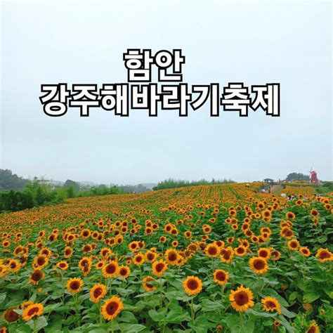 함안 강주 해바라기마을 강주 해바라기축제 여름 꽃구경 주차장 주요행사 네이버 블로그