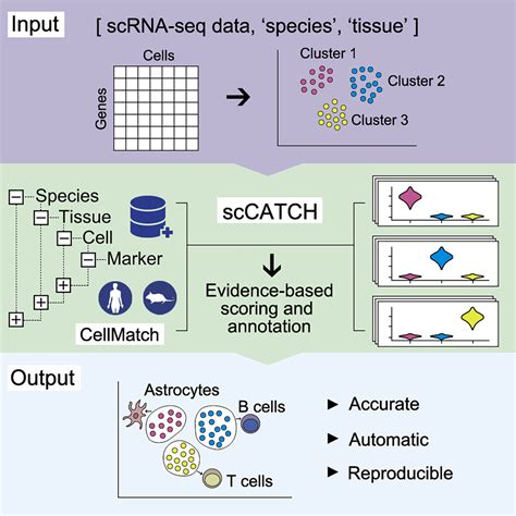 Sccatch Automatic Annotation On Cell Types Of Clusters From Single Cell Rna Sequencing Data