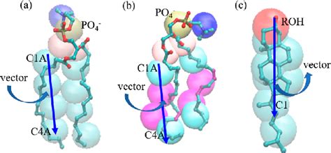 Cg Representation Of A Single Dppc A Dipc B And Chol C Lipid Download Scientific