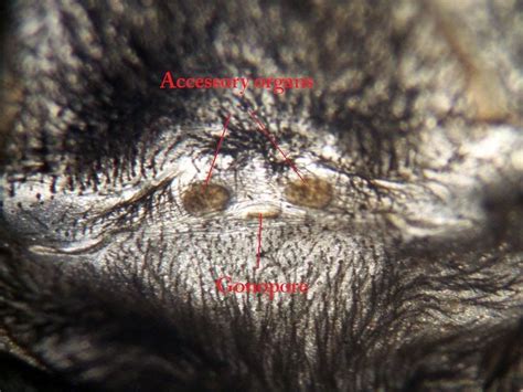 How To Sex Your Tarantula Tarantula Forum