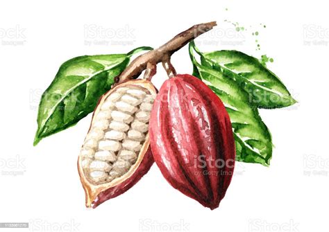 나뭇가지에 있는 코코아 깍 지 Superfood 수채화 손으로 그린 그림 흰색 배경에 고립 코코아 가루에 대한 스톡 벡터 아트