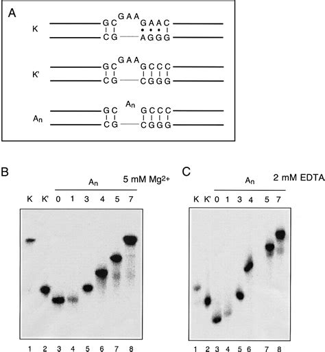 The Kink Turn Motif In Rna Is Dimorphic And Metal Ion Dependent