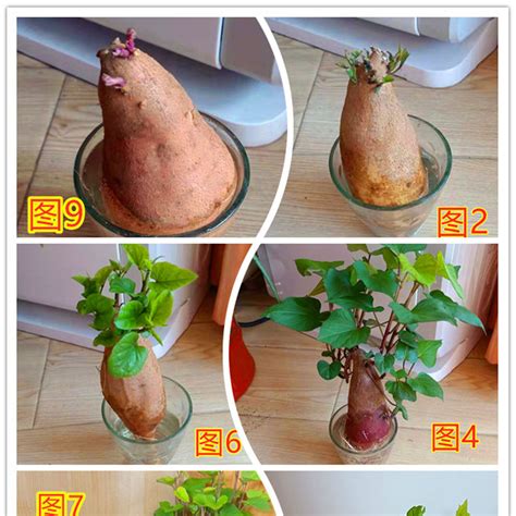 发芽的土豆长什么样 卡通图片 简笔画 大山谷图库