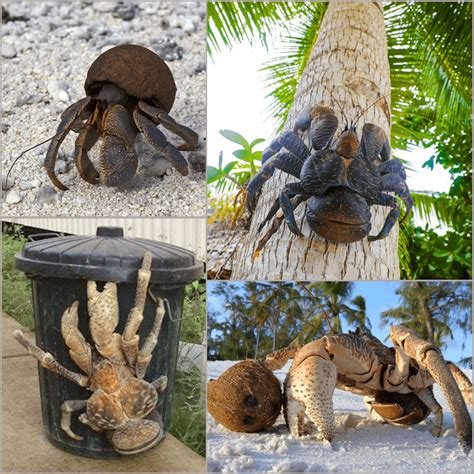 Coconut Crab