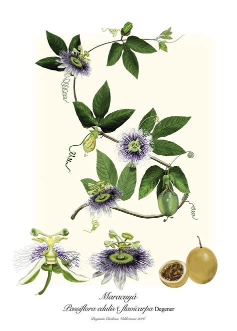 Passiflora Edulis F Flavicarpa Degener Illustration