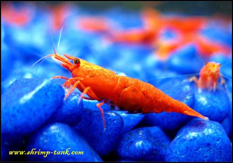 Products Shrimp Tank